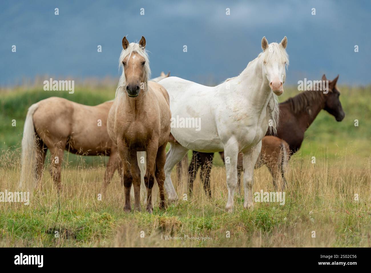 A beautiful band of wild horses roams the interior of Kodiak Island in the archipelago off the ...