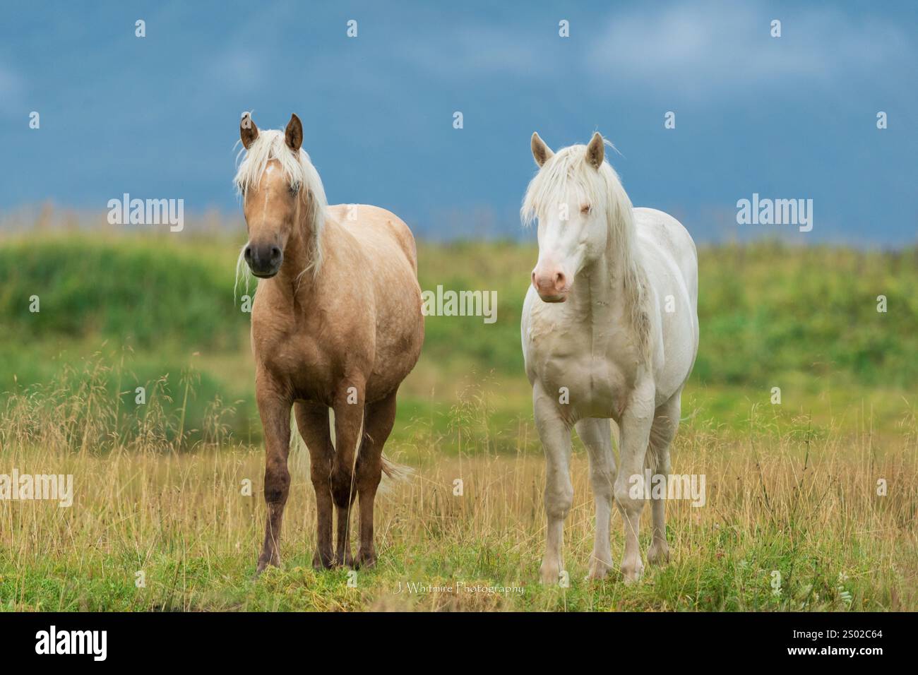 A beautiful band of wild horses roams the interior of Kodiak Island in ...