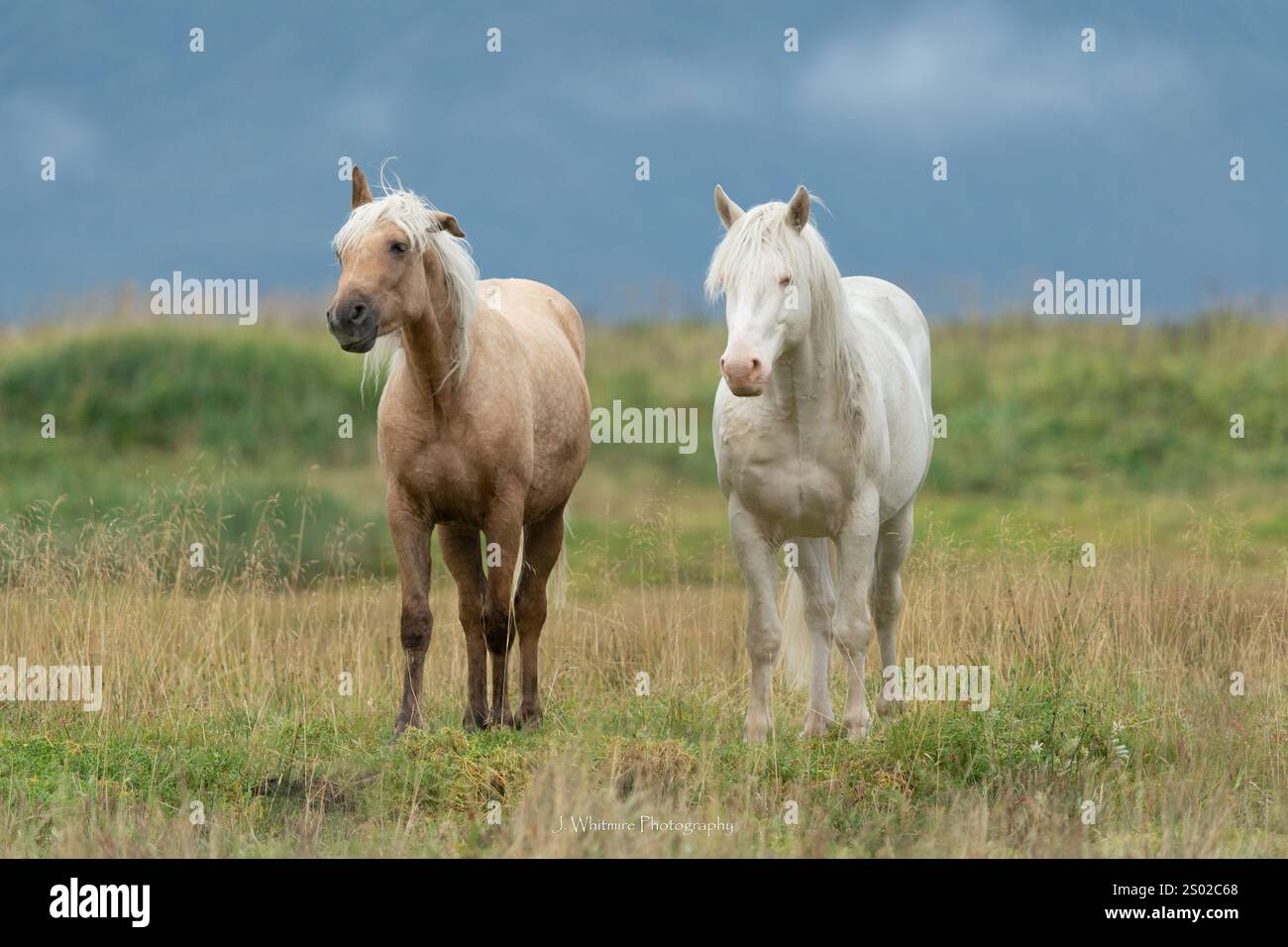 A beautiful band of wild horses roams the interior of Kodiak Island in ...