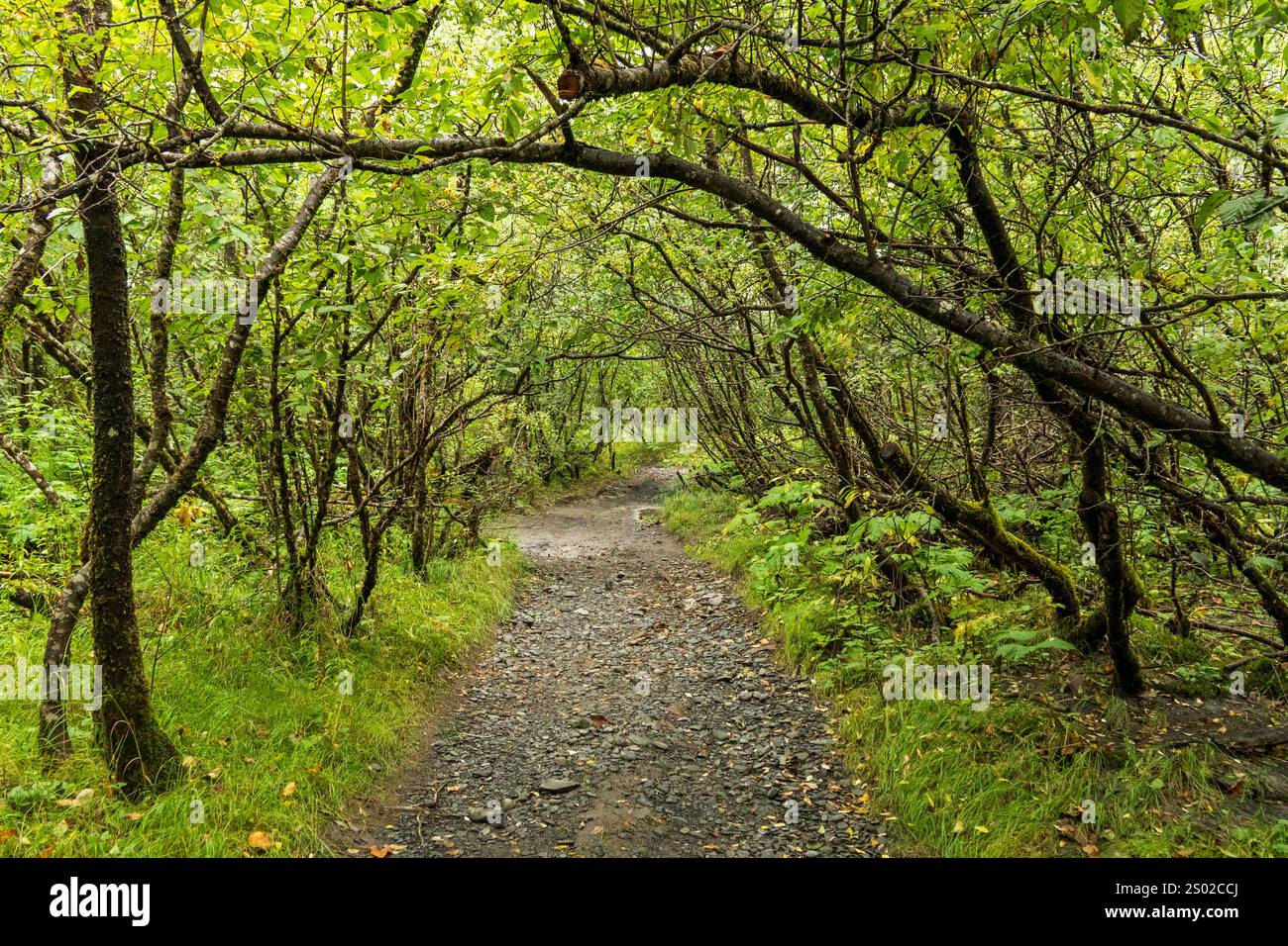 A walking trail on Kodiak Island, Alaska is rich and vibrant with plant ...