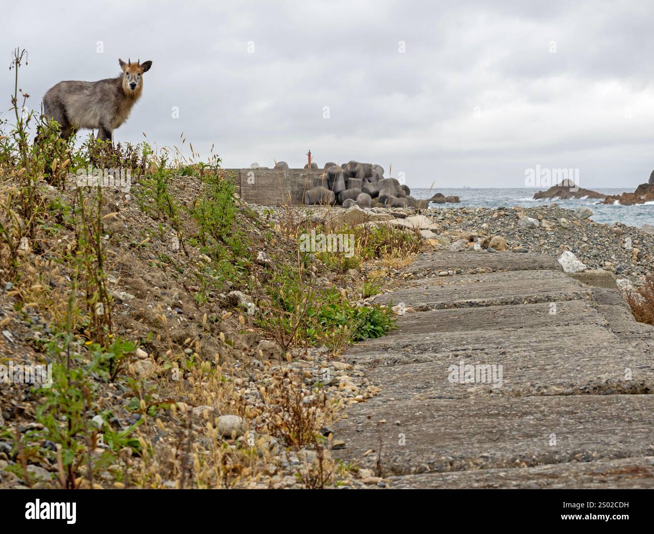 A kamoshika (Japanese serow) on the beach at Tsukue Beach Stock Photo ...