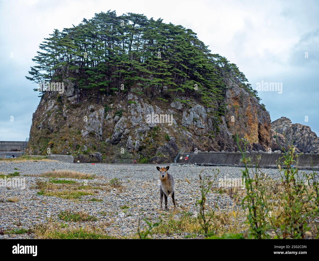 A kamoshika (Japanese serow) on the beach at Tsukue Beach Stock Photo ...