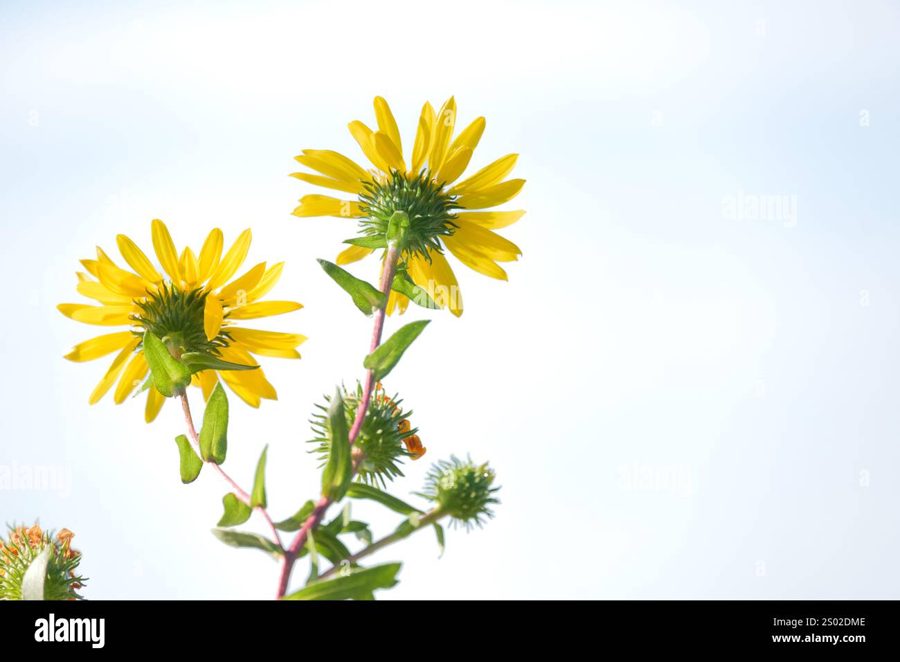 Looking at bright yellow flowers from below against an over-exposed ...