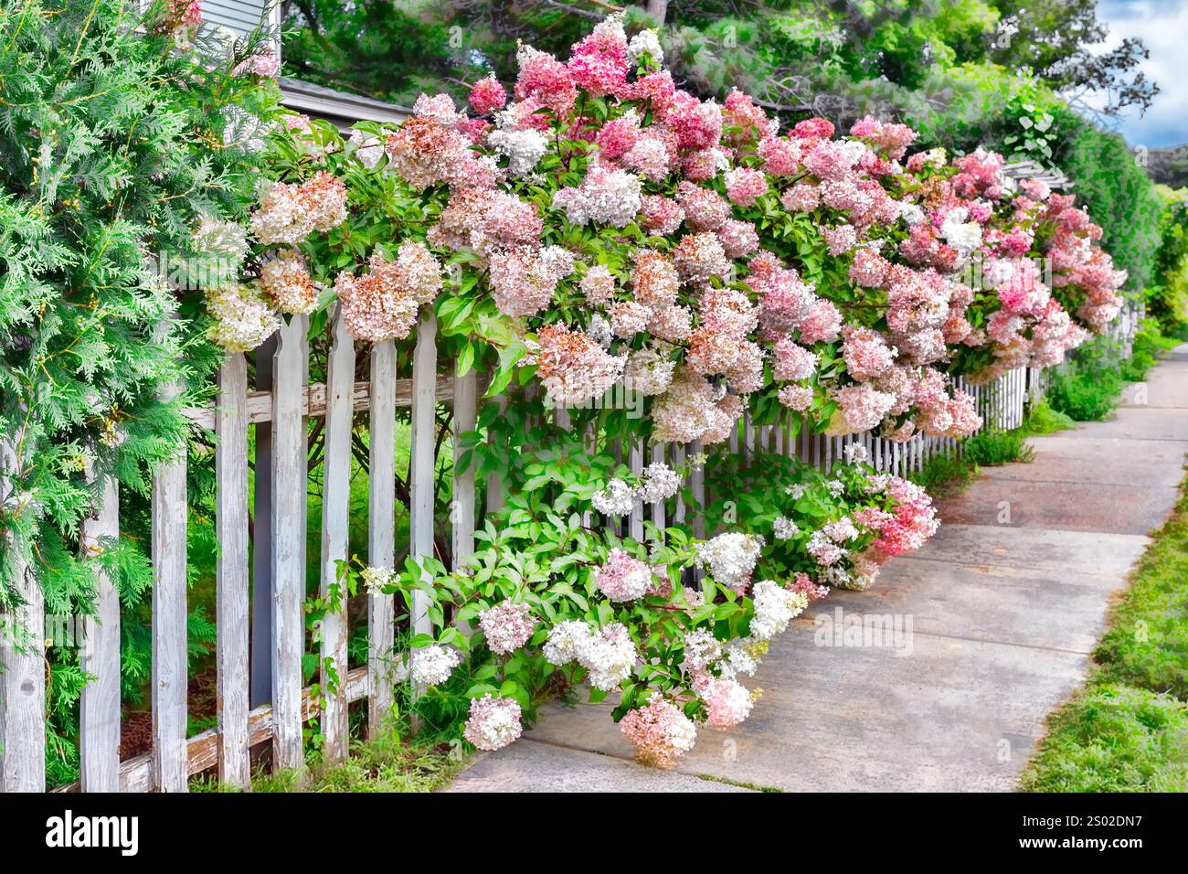 Pastel pink hydangea hedge nestled against worn picket fence and ...