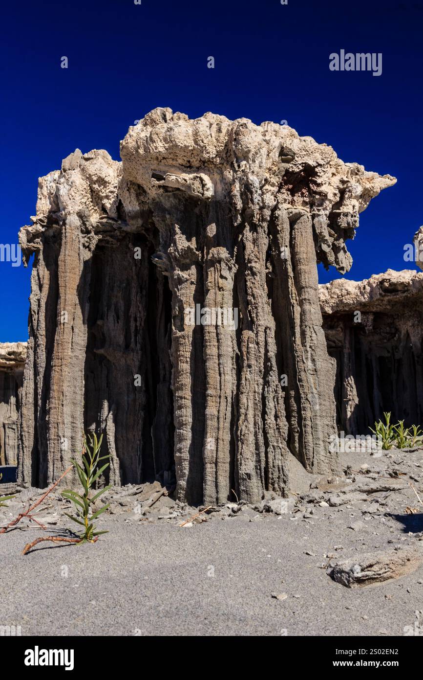A large rock formation with a small plant growing out of it. The rock ...