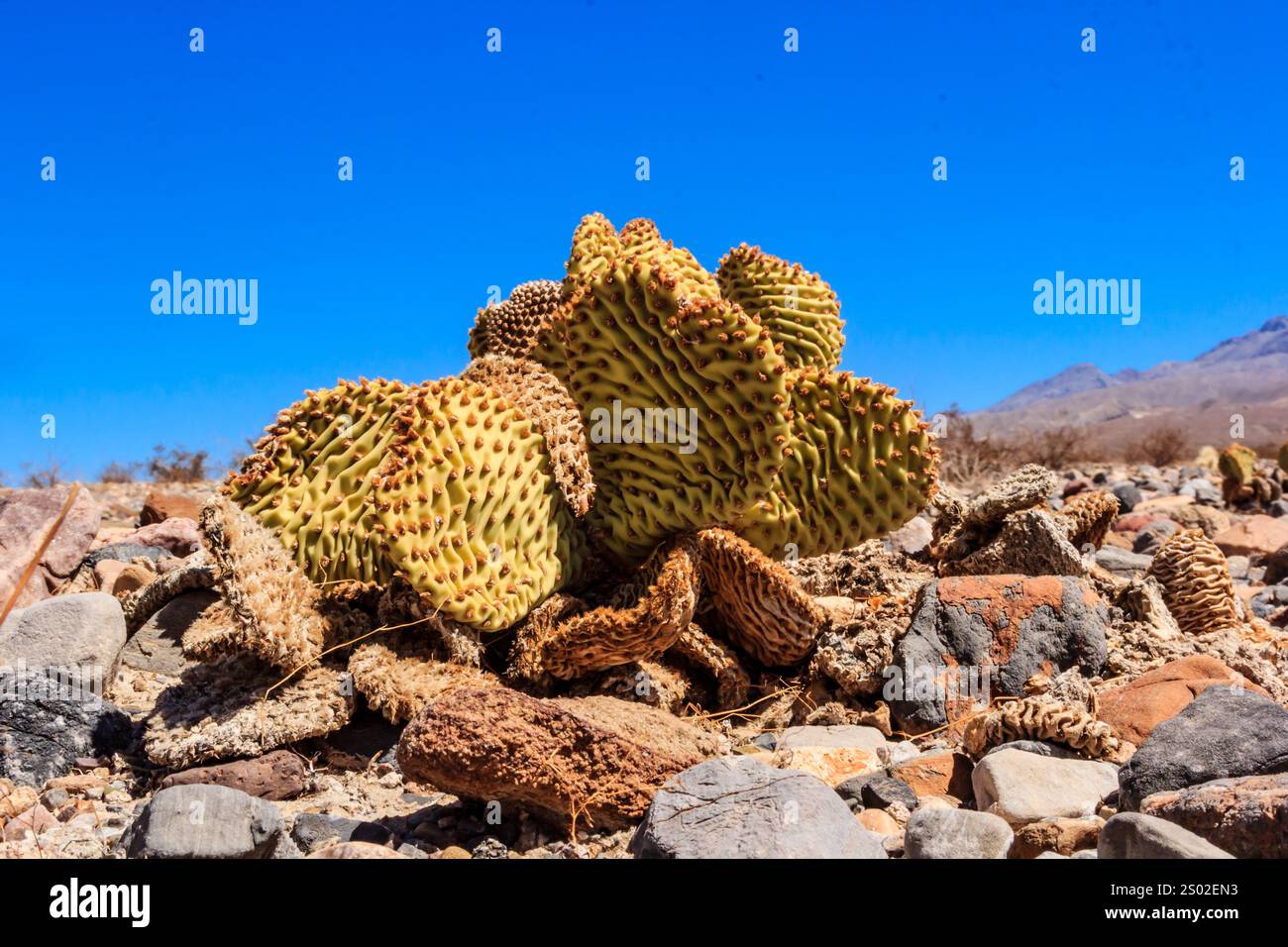 A cactus is growing on a rocky surface. The cactus is surrounded by ...