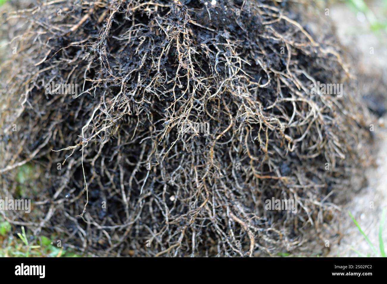Helianthus annuus - sunflower roots - closeup of uprooted sunflower ...