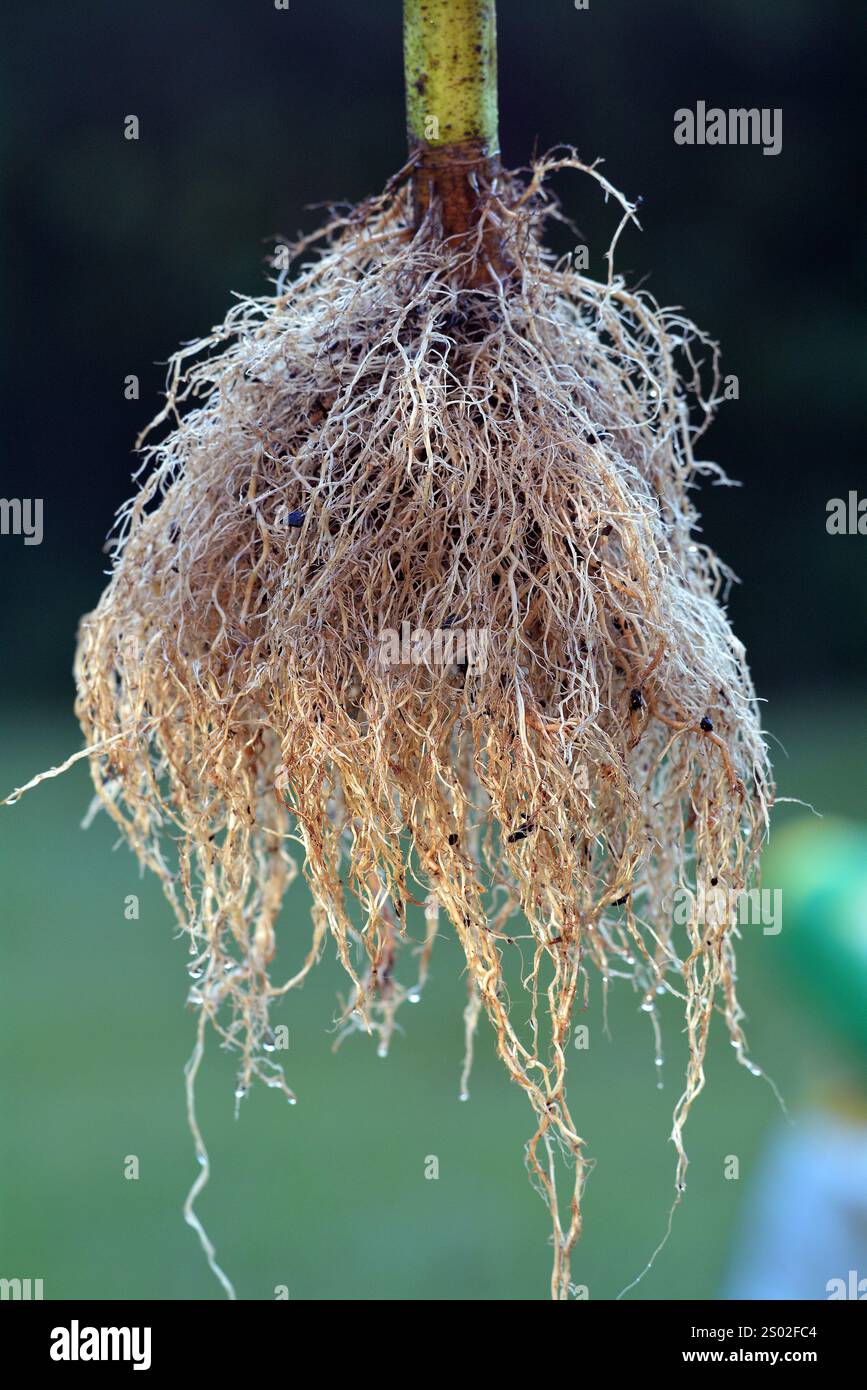 Helianthus annuus - sunflower roots - closeup of uprooted sunflower ...