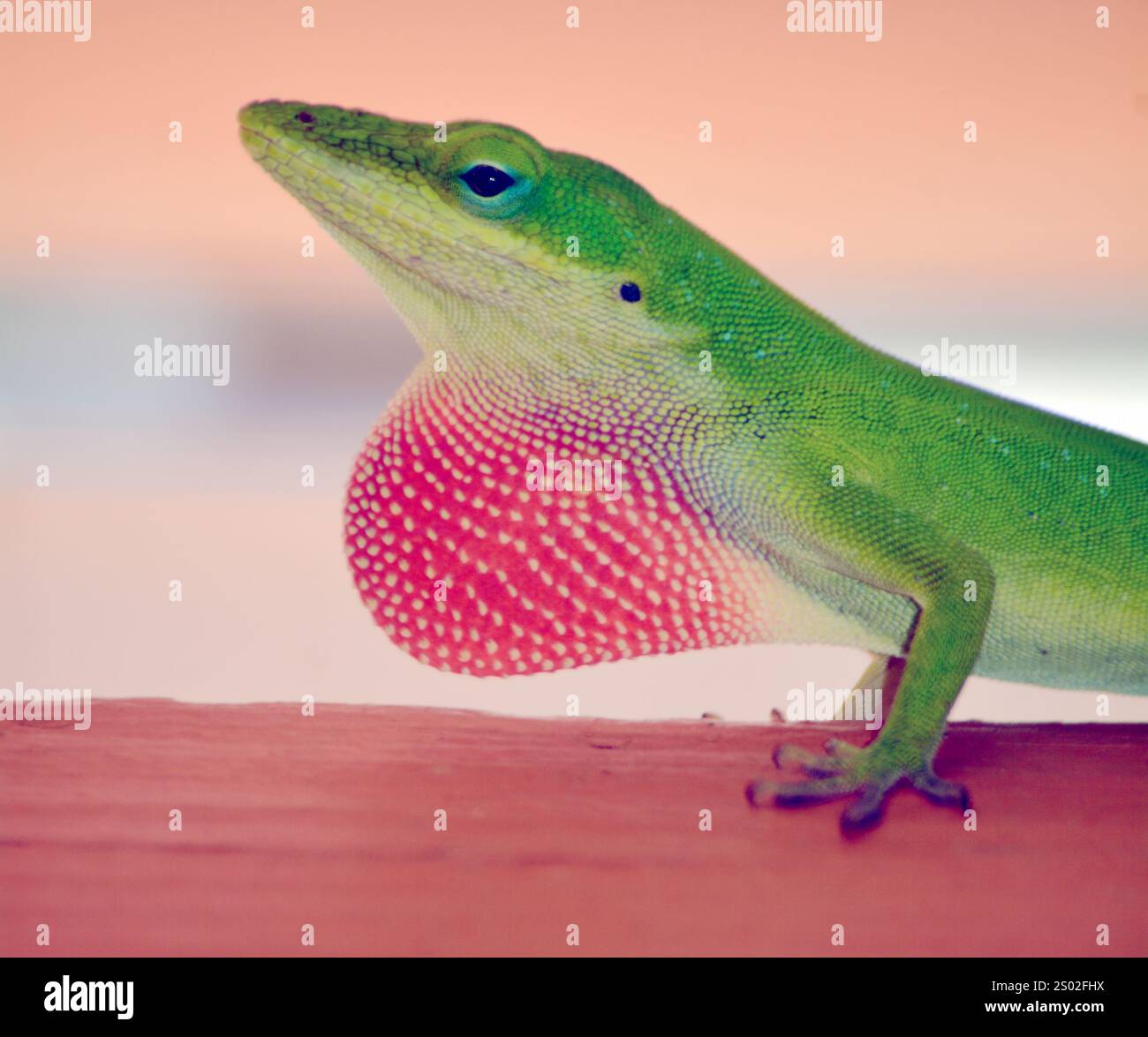 Throat enlargement hi-res stock photography and images - Alamy