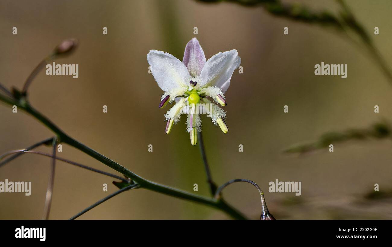 Close up of a single flower of Pale Vanilla Lily (Arthropodium ...