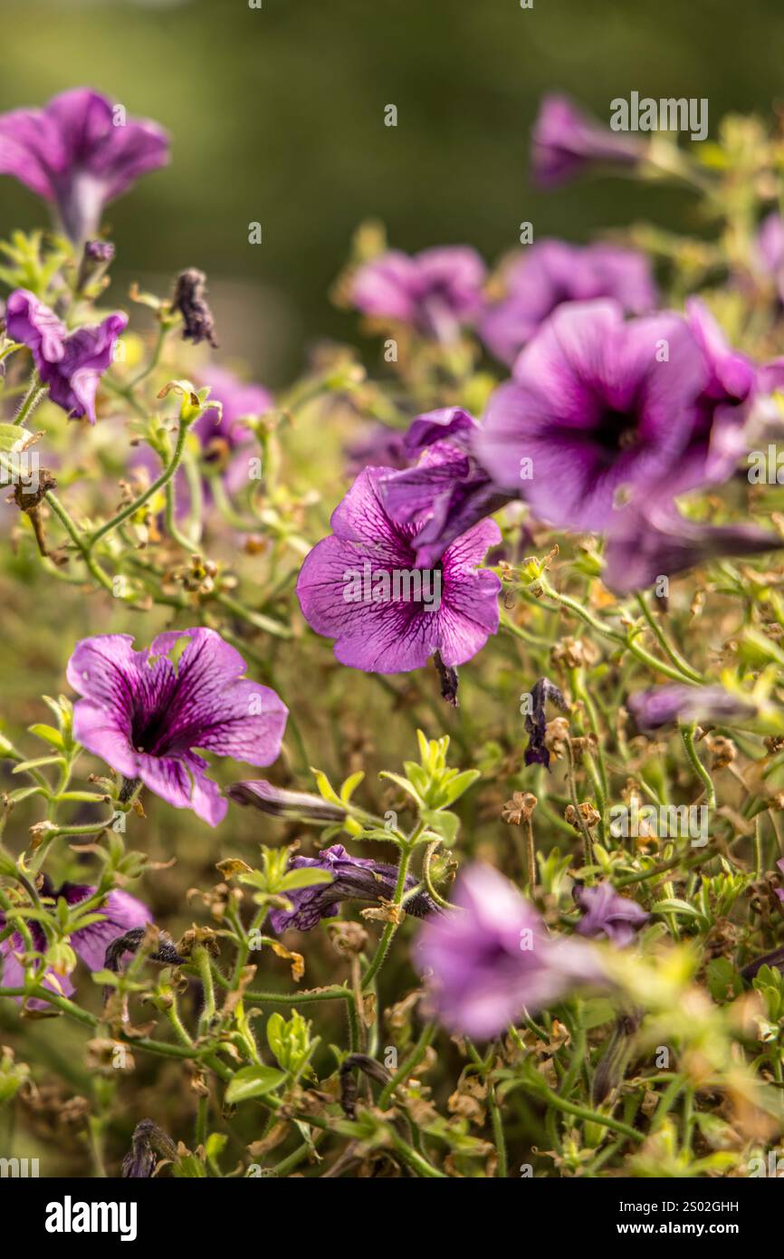 Beautiful platycodon flowers in hi-res stock photography and images - Alamy
