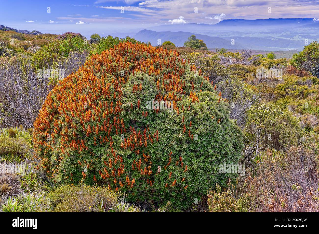 Orange flowers of Richea scoparia endemic herb with peaks in the ...