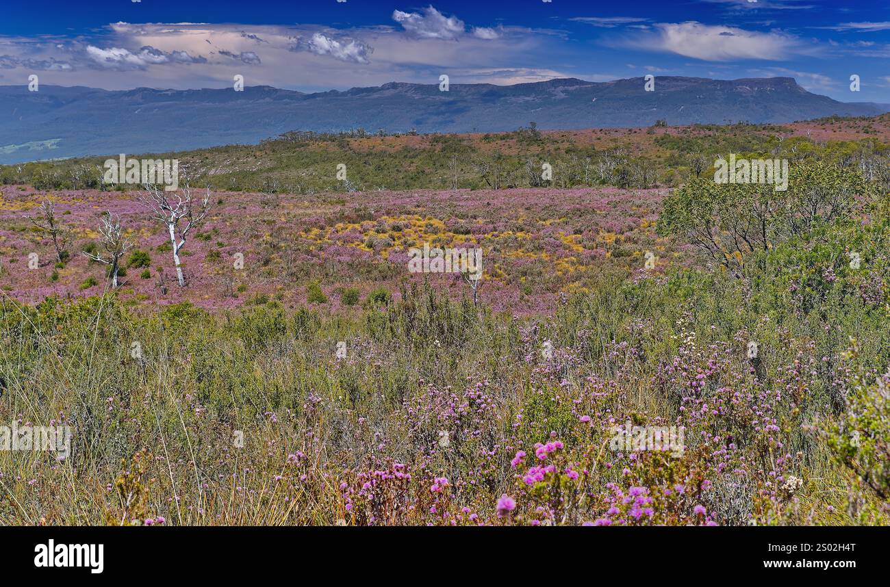 Mount melaleuca hi-res stock photography and images - Alamy