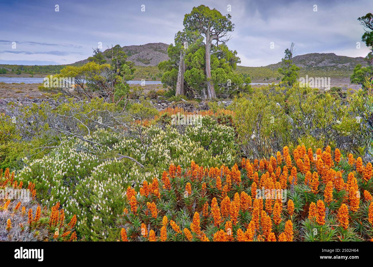 Flowering alpine vegetation & ancient Pencil Pines (Athrotaxis ...