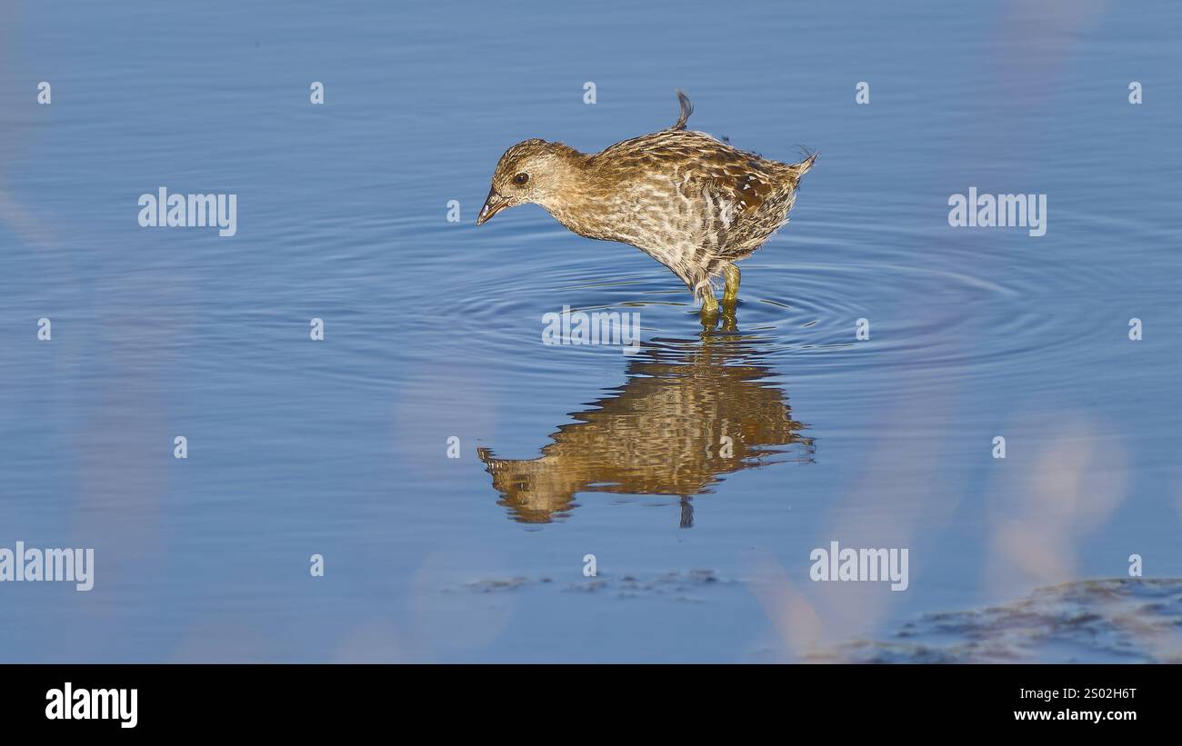 Immature waterbird or shorebird Australian spotted crake (Porzana ...