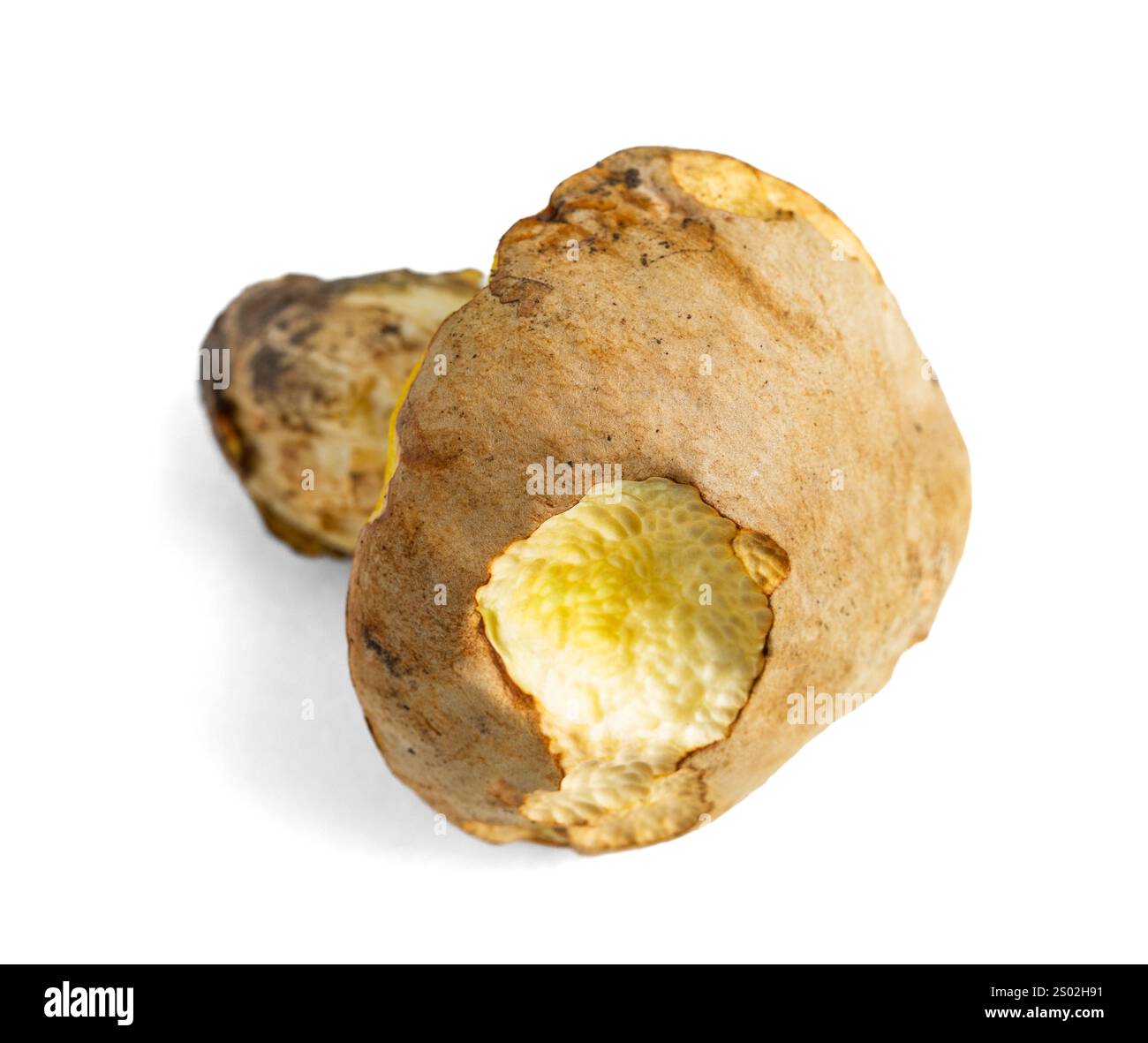 A brown tubular mushroom with a unique yellow interior is placed on a ...