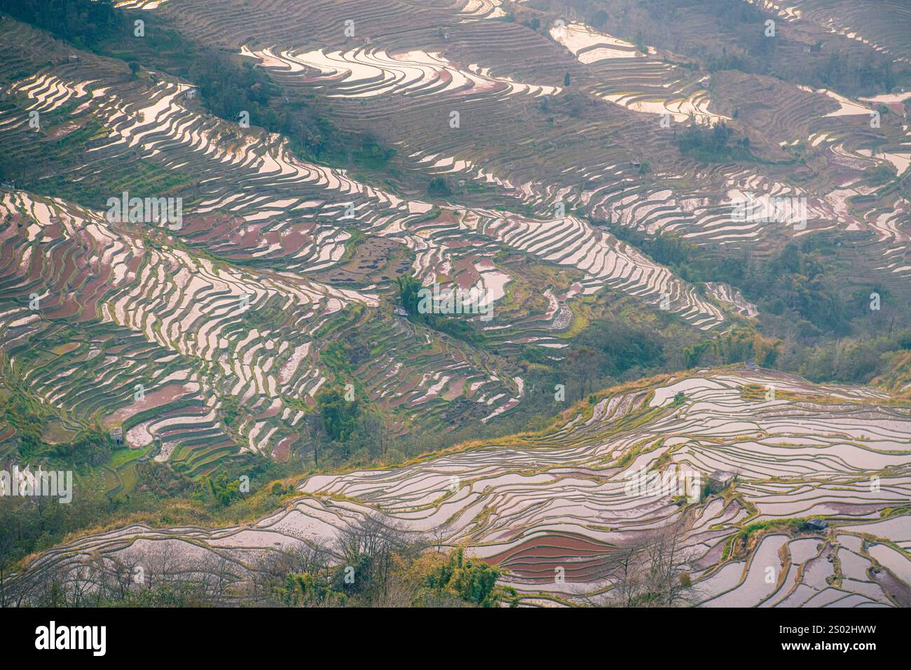 Close up on the layers of the rice terraces in Bada rice terraces area ...
