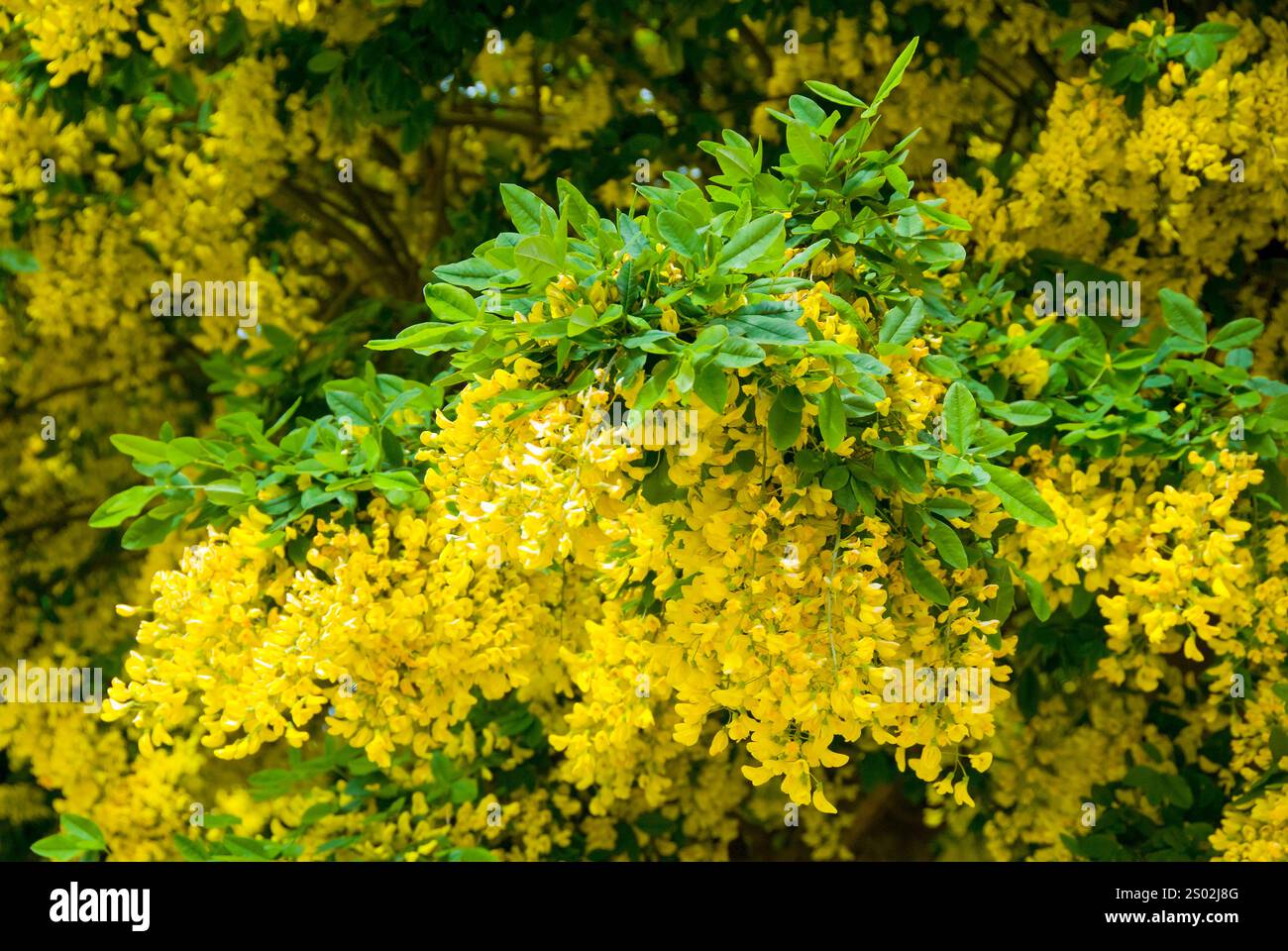 Golden Rain Tree (Koelreuteria paniculata) growing in Plaza de Armas of ...