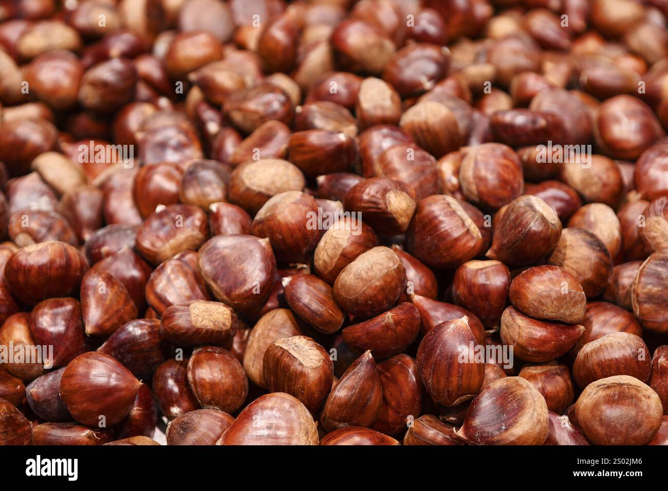 Large pile of chestnuts. Chestnuts have a shiny, brown exterior and are ...