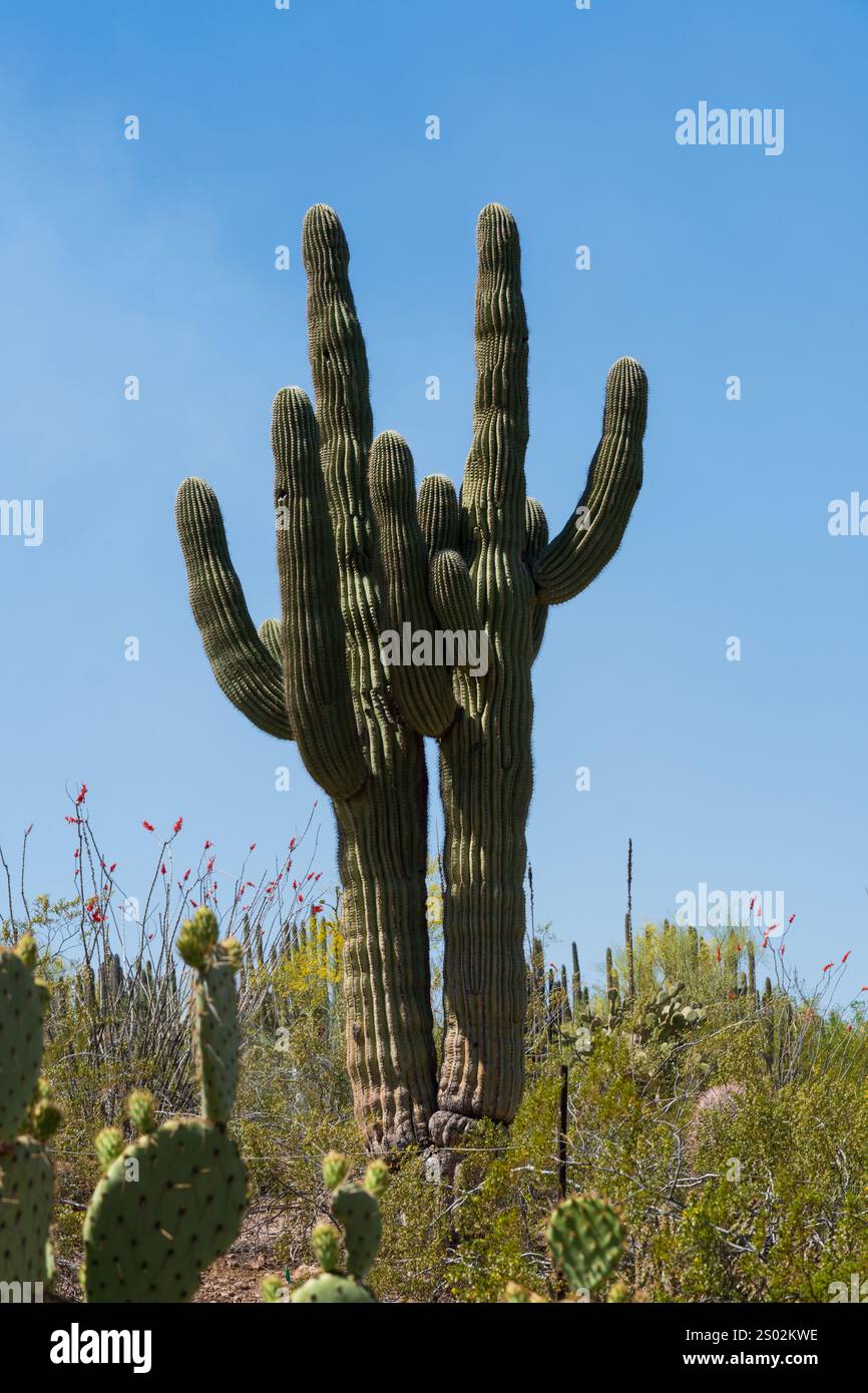 two twin tall saguaro cactus with several arms reaching up into the ...
