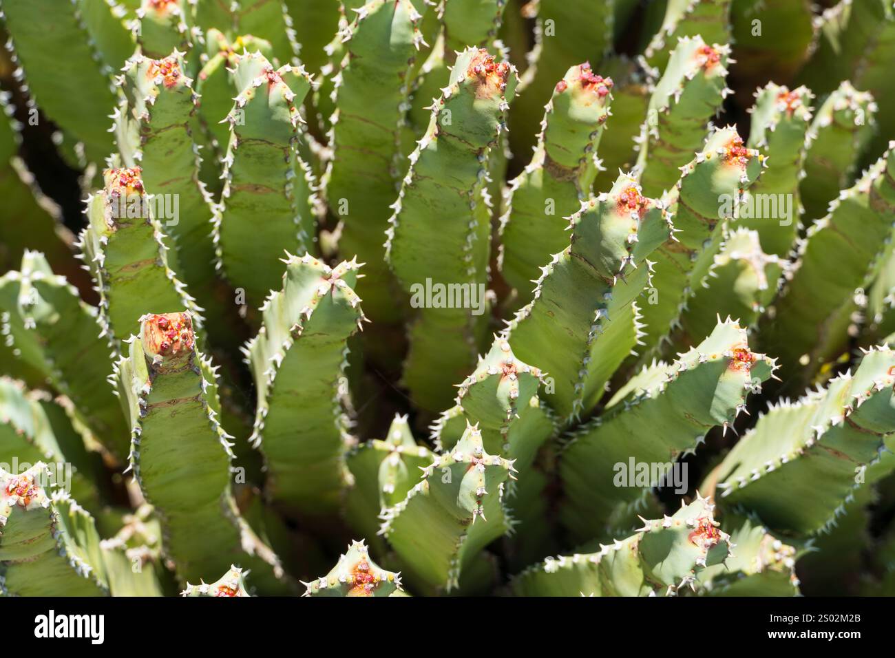Featuring small spines hi-res stock photography and images - Alamy