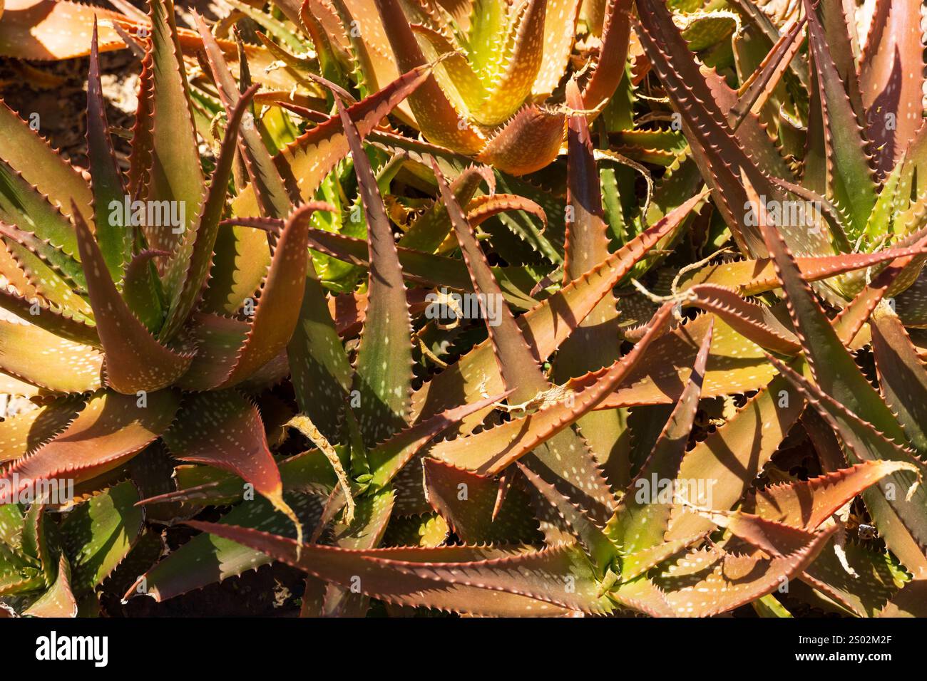 Aloe plants with thick, spiky green leaves growing in the desert ...