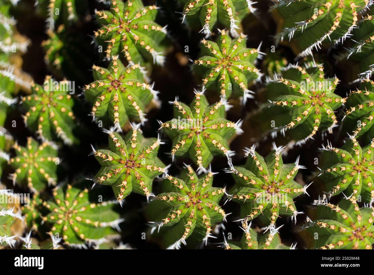 This cactus features star-shaped segments with sharp spines, showcasing ...