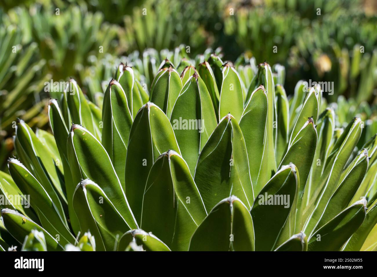 A close-up shot of an Agave americana plant, displaying its distinctive ...