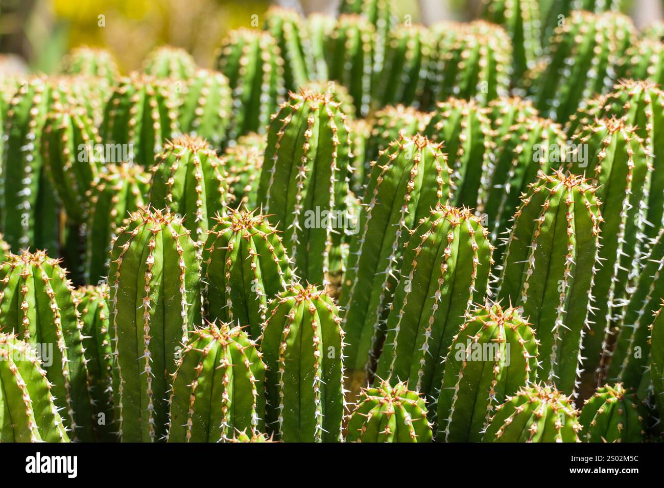 This image features a dense collection of green desert cacti, each ...