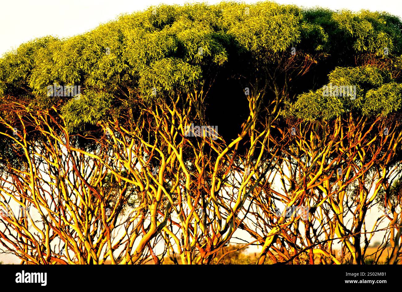 Eucalyptus Salmon Gum trees, Western Australia Stock Photo - Alamy