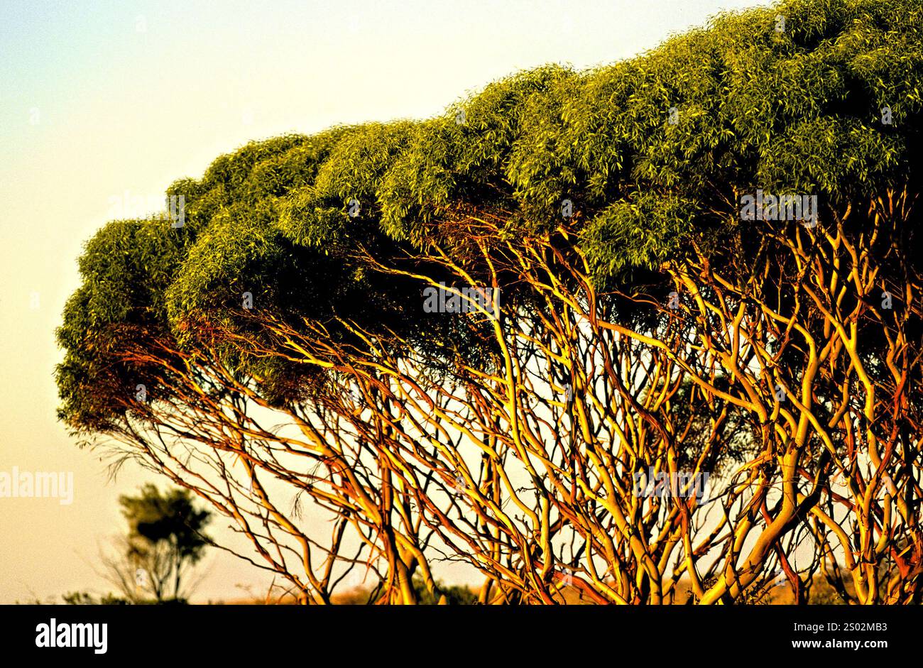 Eucalyptus Salmon Gum trees, Western Australia Stock Photo - Alamy