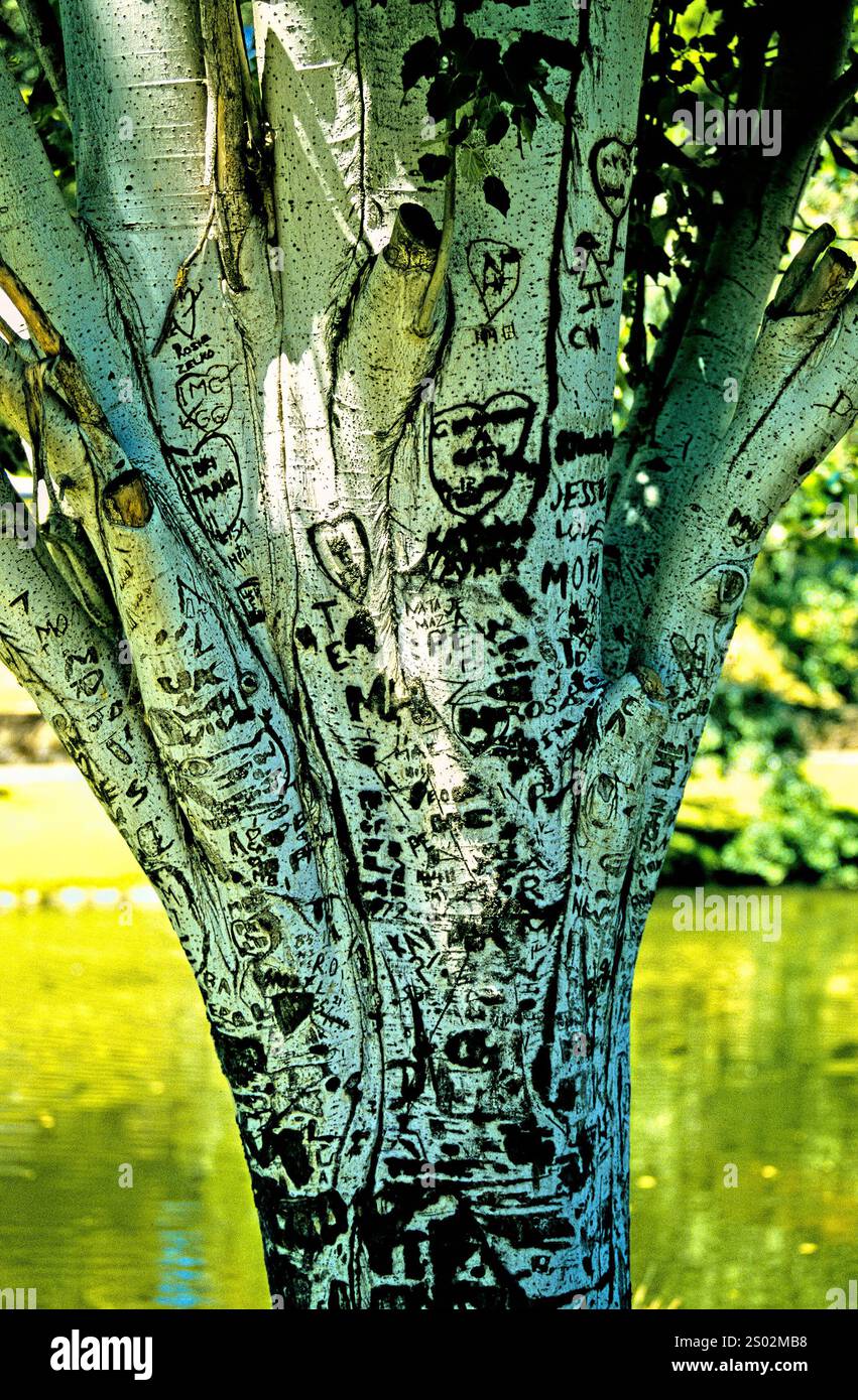 Graffiti in tree hi-res stock photography and images - Alamy