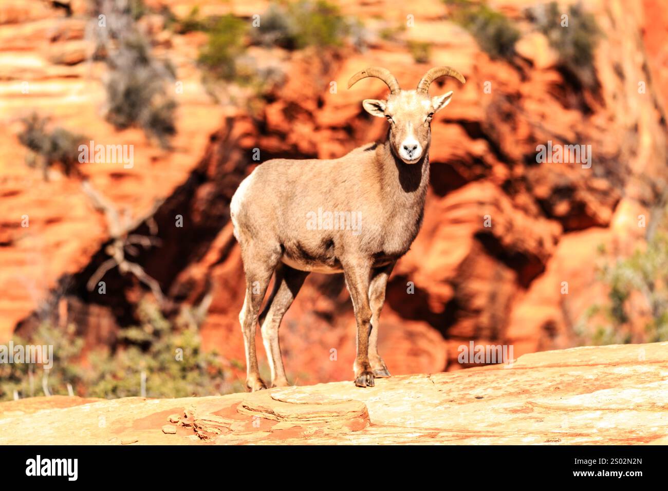 A goat stands on a rocky hillside in the desert. The goat is looking to ...