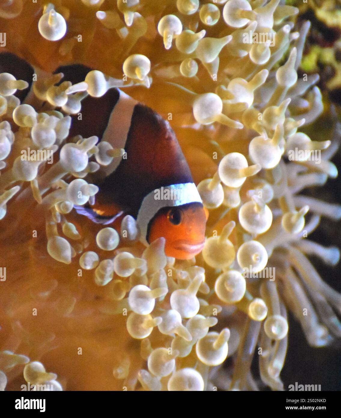 Clownfish, a tropical fish also known as an anemonefish, in a symbiotic ...