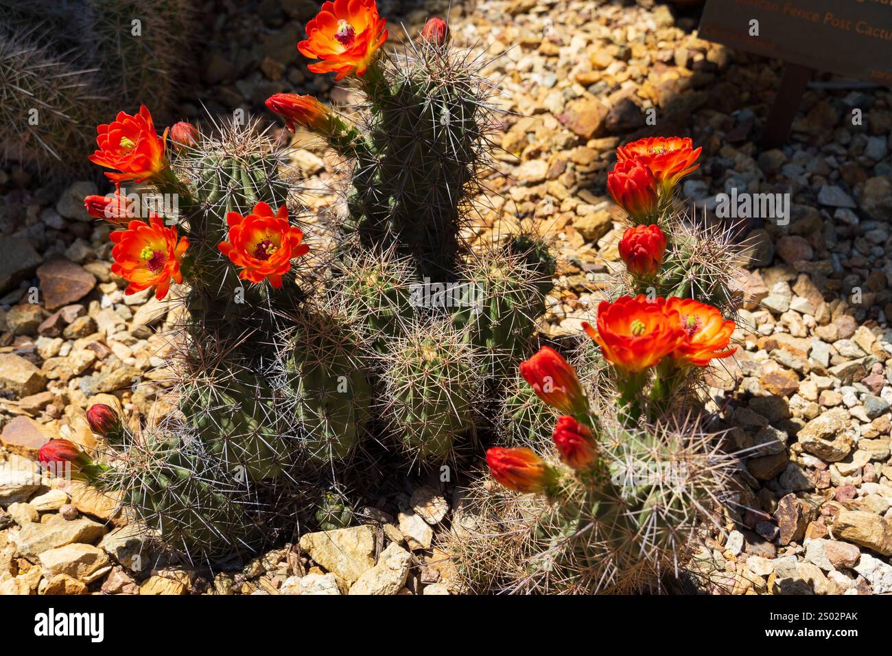 The Claret Cup Cactus, native to the Arizona Desert, showcases its ...