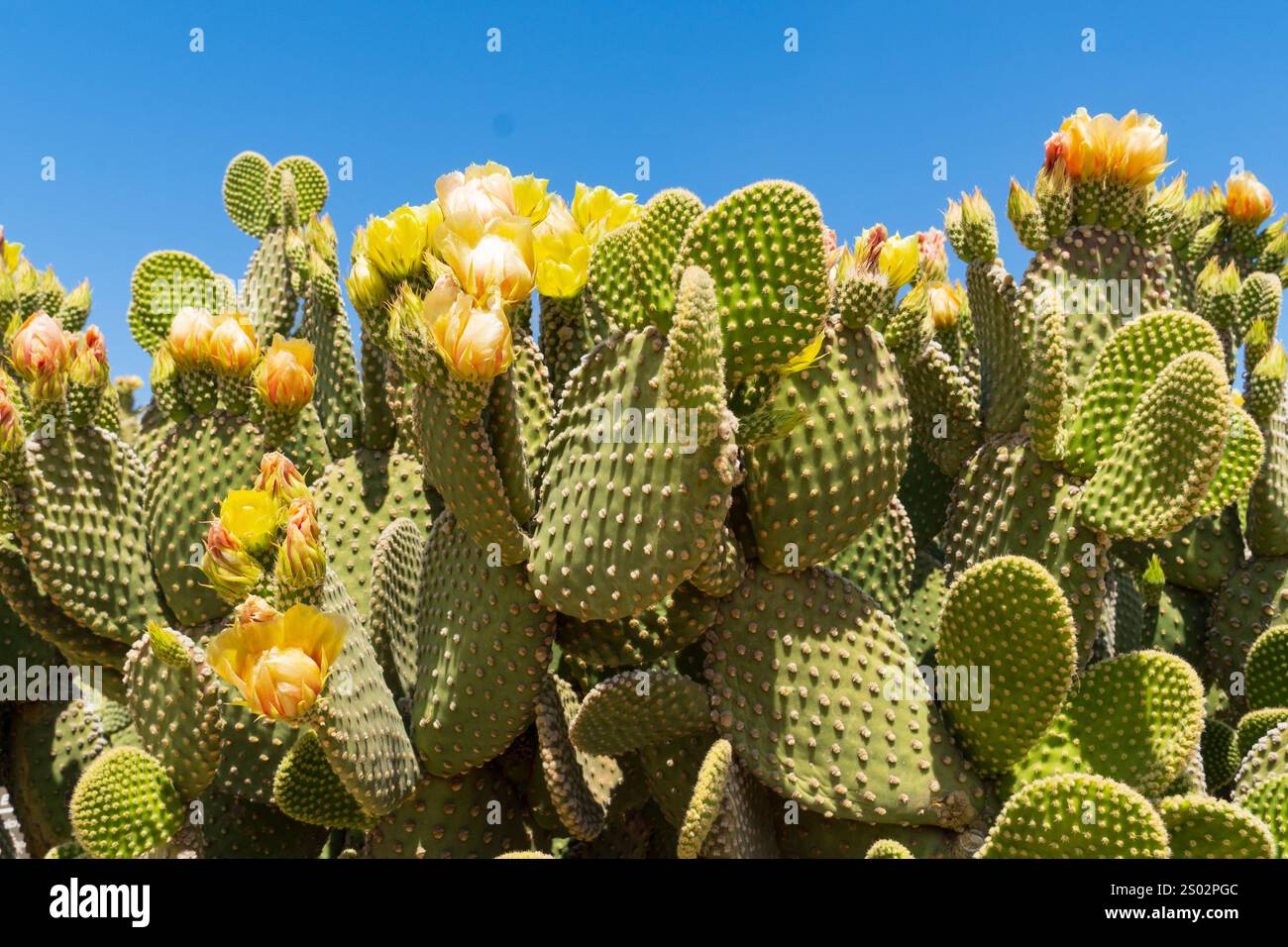 A close-up of a prickly pear cactus in Arizona's Sonoran Desert ...