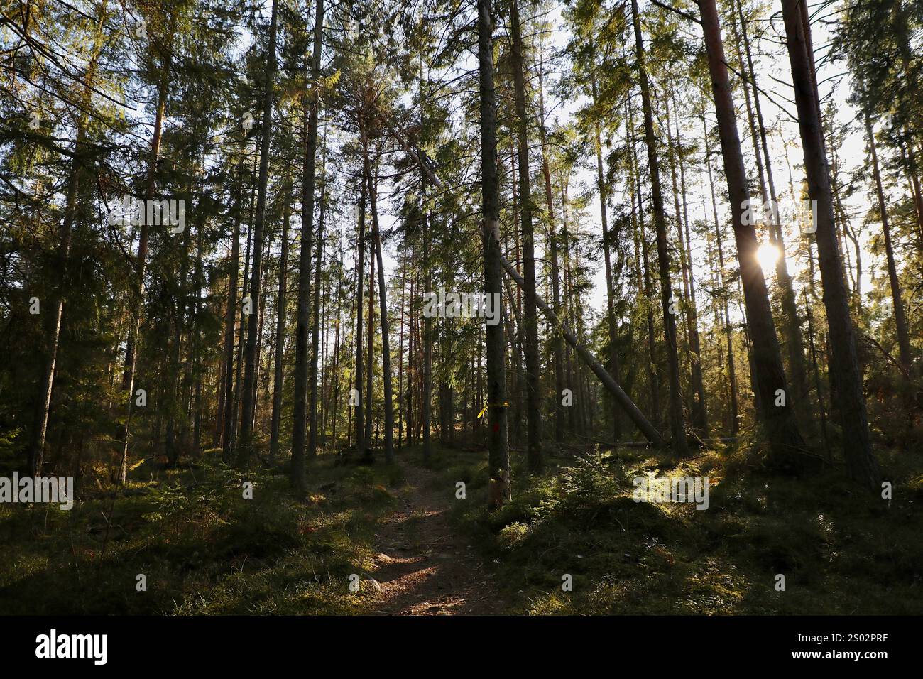 A fir forest is seen at sunset on Möja island, in the Stockholm ...