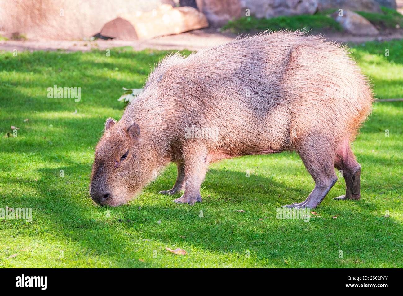 A large capybara walks on the green grass in the park. South American ...