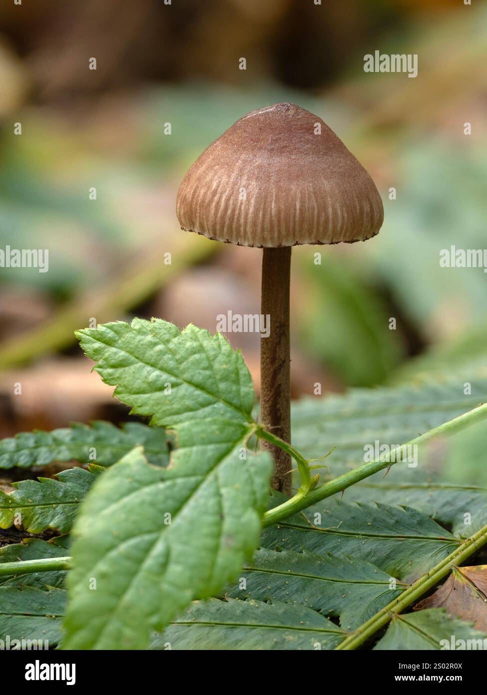 pretty bonnet mushroom, (Mycena species) growing through plant leaves ...