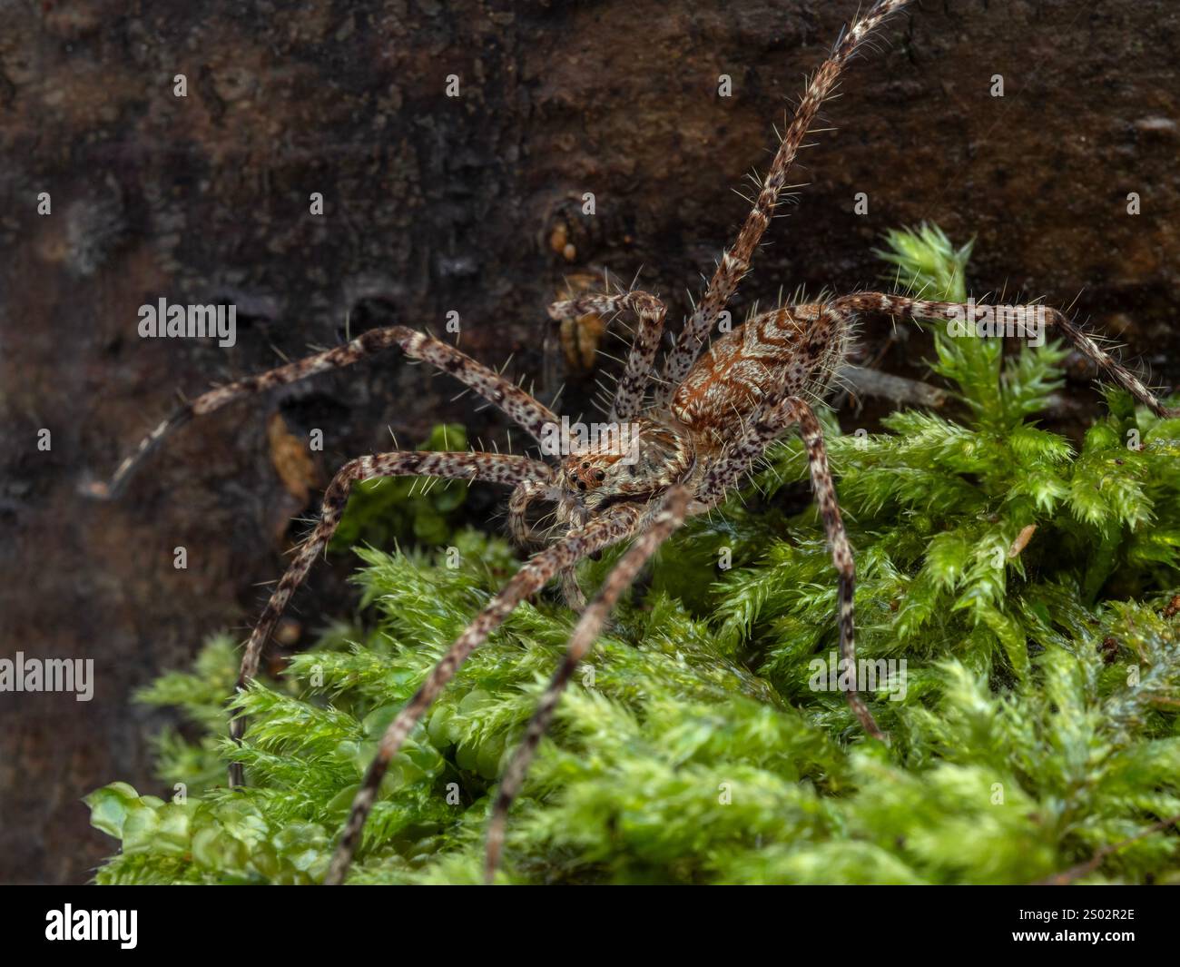 side view of an ornate juvenile lichen huntsman spider (Heteropoda ...