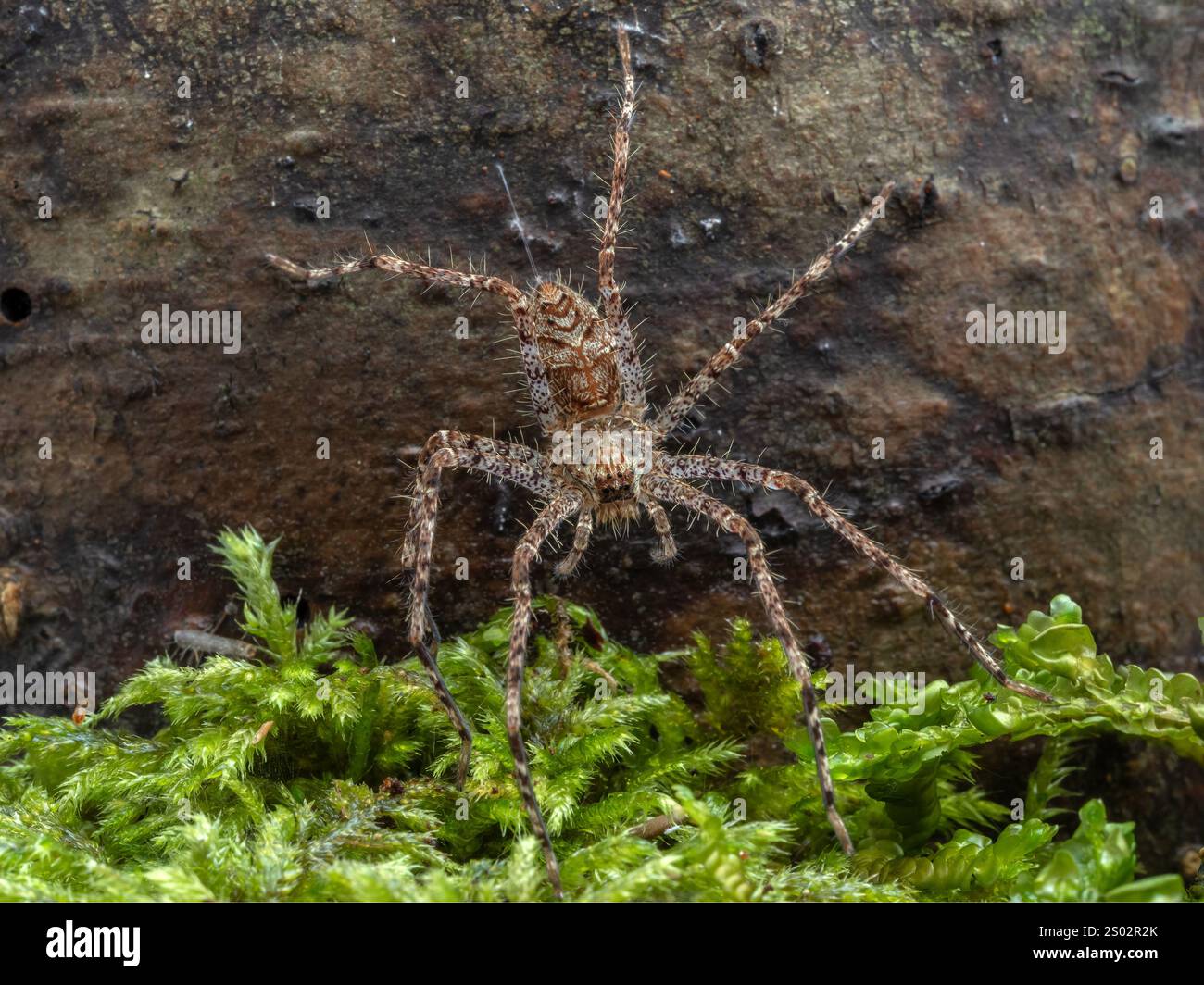 dorsal view of a beautiful ornate juvenile lichen huntsman spider ...