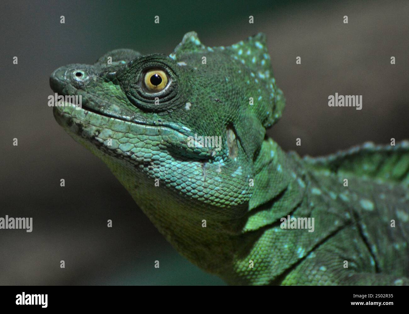 The Basilisk (Basiliscus basiliscus), a green lizard native to South ...