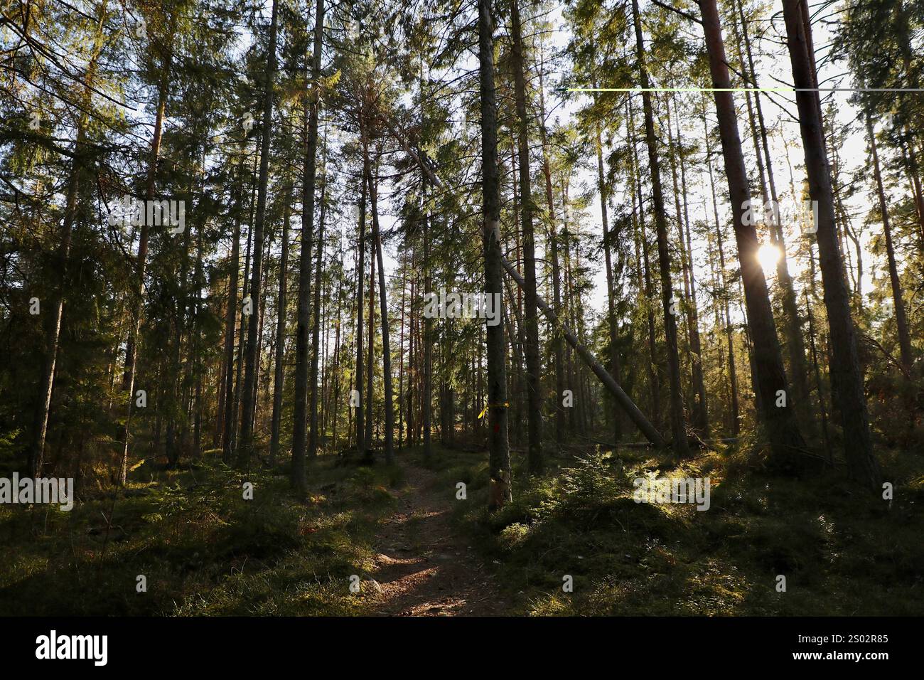 April 16, 2021, VÃ¤RmdÃ, Sweden: A fir forest is seen at sunset on MÃ ...