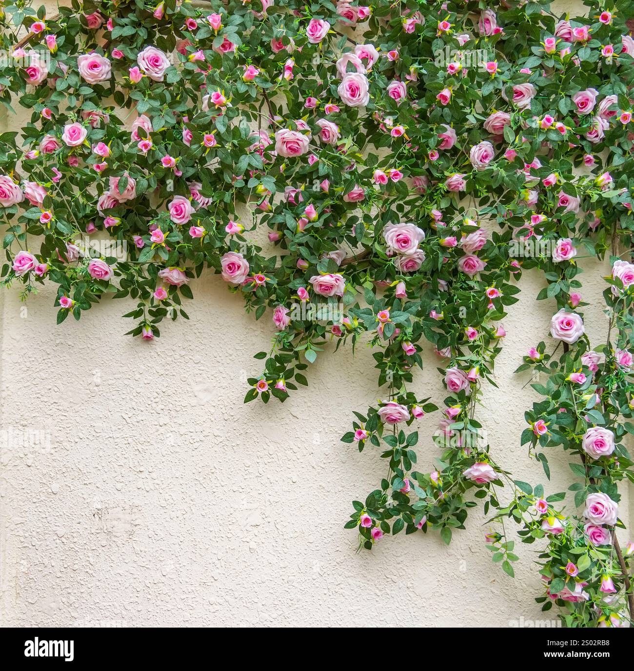Bush climbing rose on a white wall background Stock Photo - Alamy