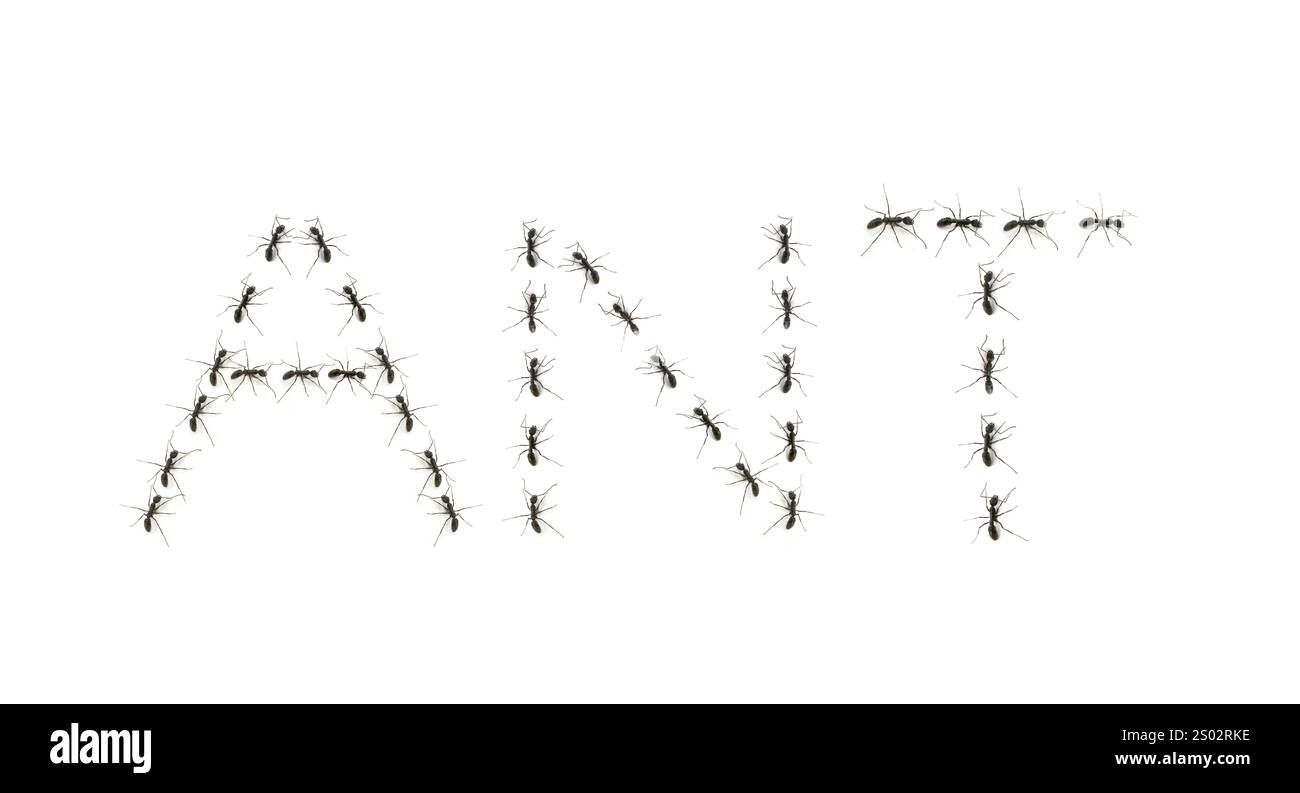ants assembled to spell the word ant Stock Photo - Alamy