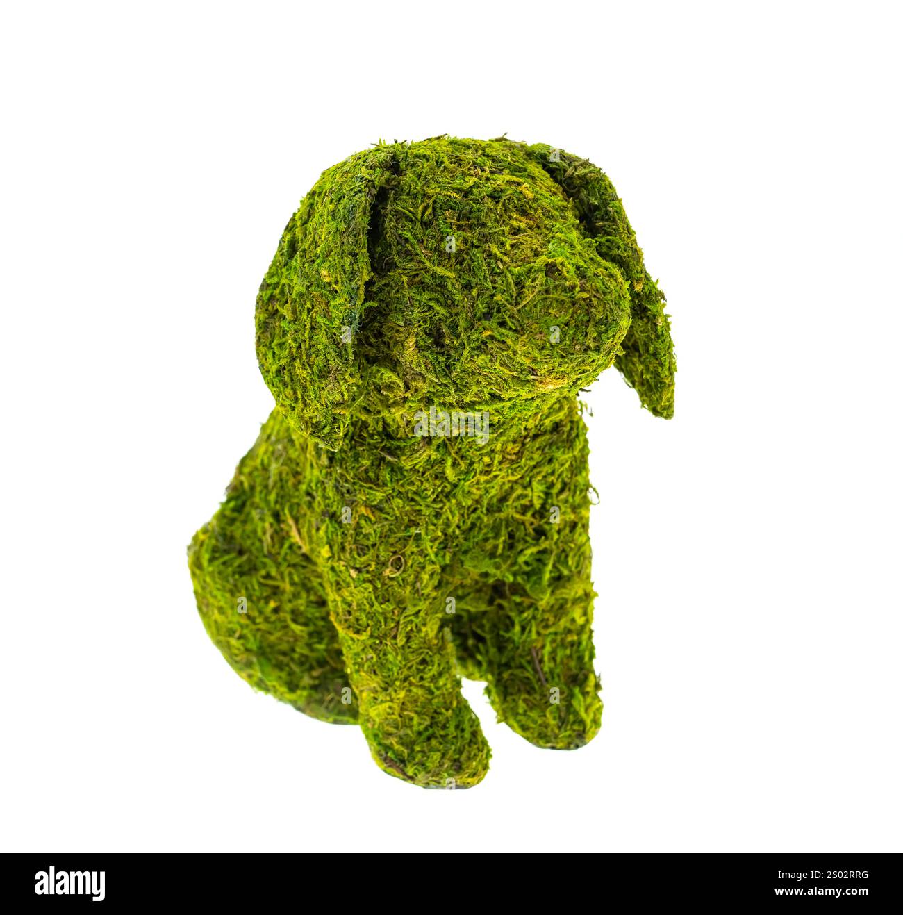 Bushes grass in spring Cut Out Stock Images & Pictures - Alamy