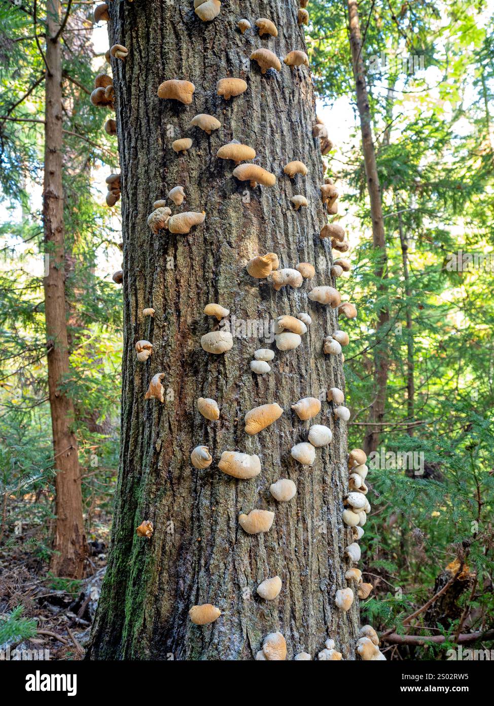 Fungi growing on a tree near Jodogahama Beach Stock Photo - Alamy