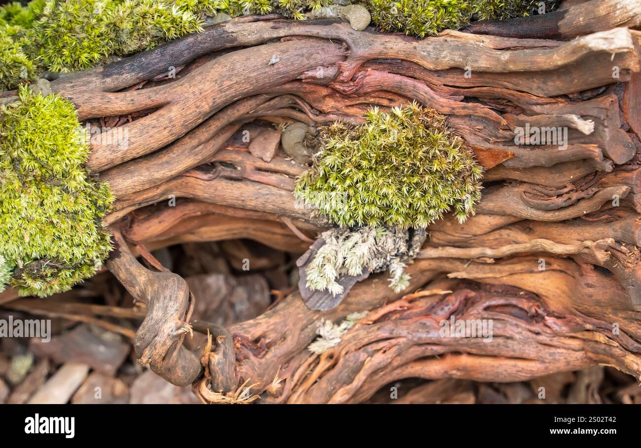 Dry branch or tree root and moss on garden background Stock Photo - Alamy