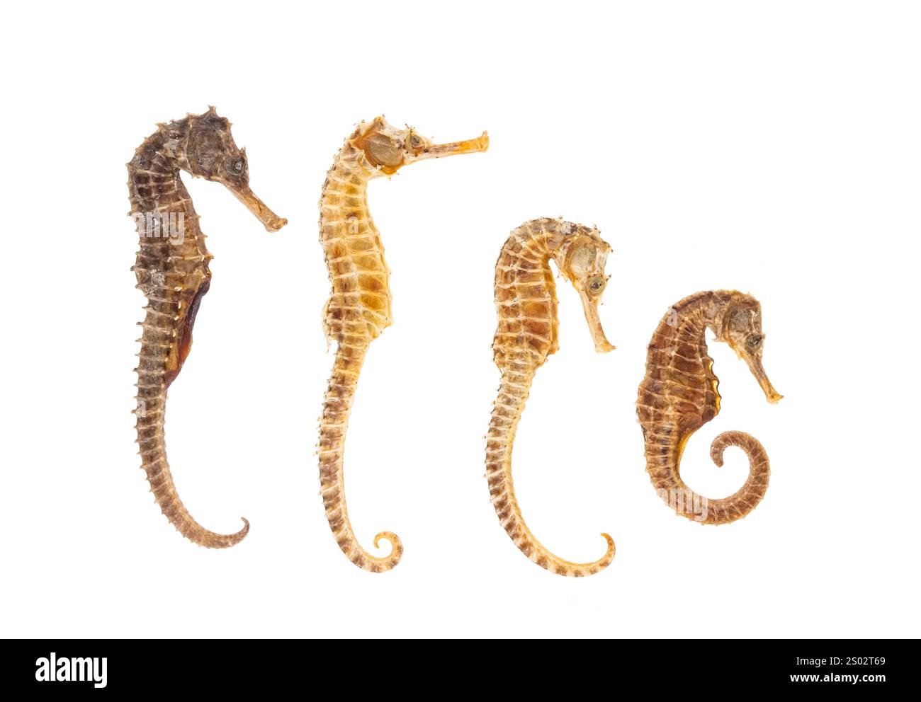 Sea Horses isolated on white Stock Photo - Alamy