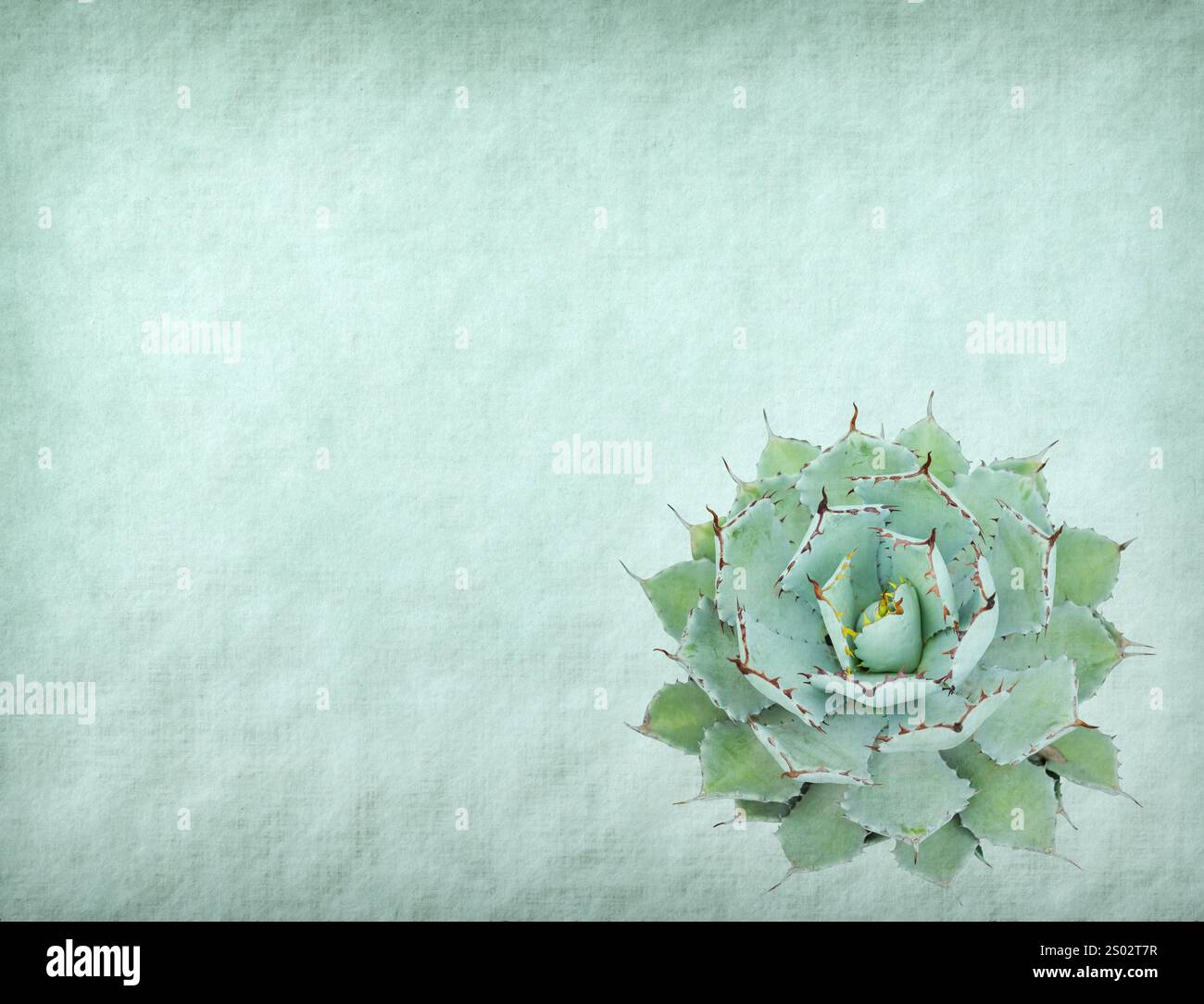 Sharp pointed agave plant leaves on old paper Stock Photo - Alamy